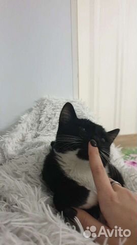 Кошка в дар