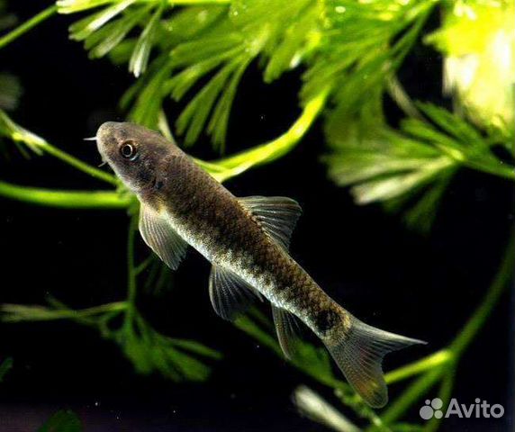 Сом гарра руфа