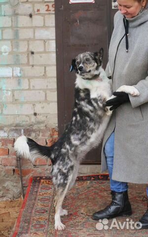 Собаки бесплатно в добрые руки