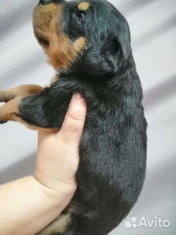 Ротвейлер щенки породистые