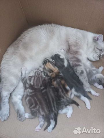 Шотландские котята