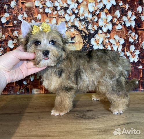 Рыжий мерле йорк мальчик голубоглазый