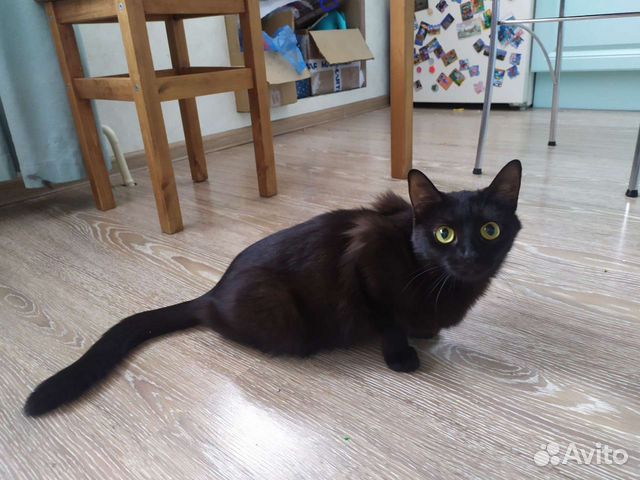 Магические чёрные кошки