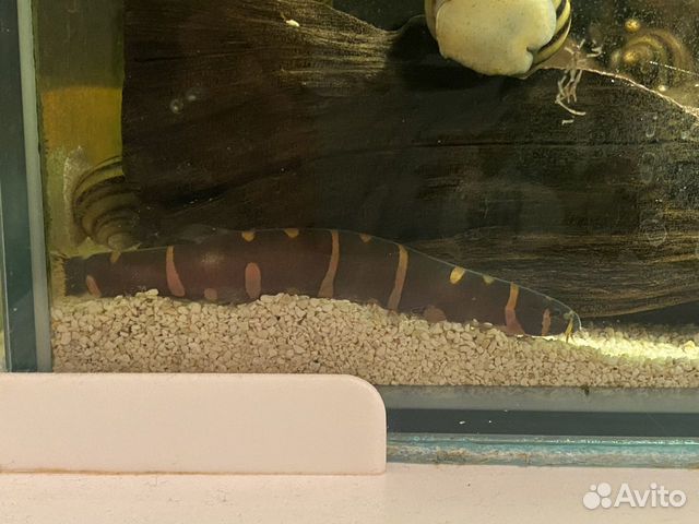 Акантофтальмус Майерса