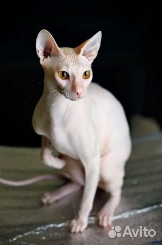 Котята сфинк