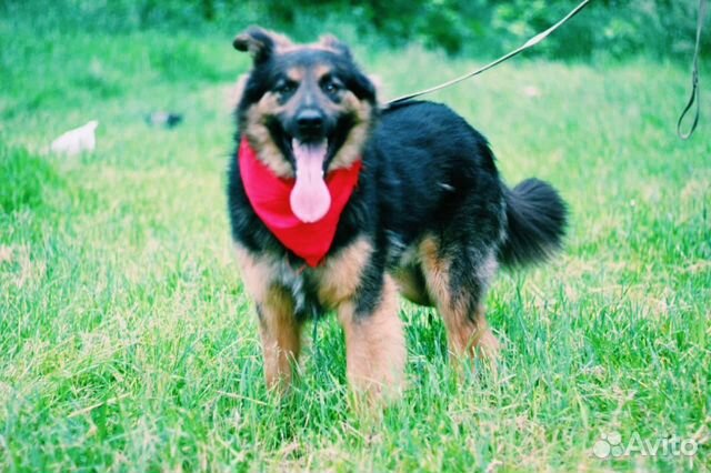 Активный добряк Дени, отдам