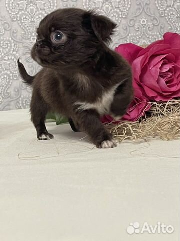 Чихуахуа щоколад