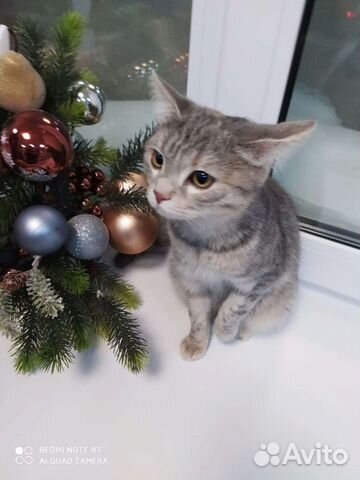 Котёнка в Добрые руки