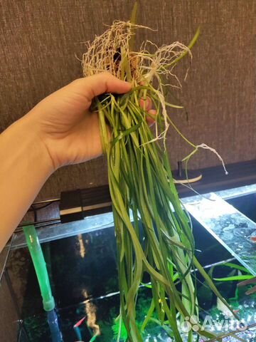 Валиснерия, растение для аквариума