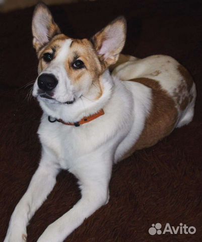 Ищем дом для собаки