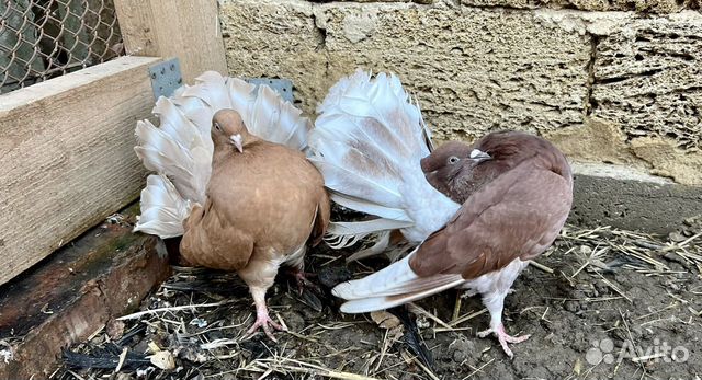 Продам голубей павлинов ленточных