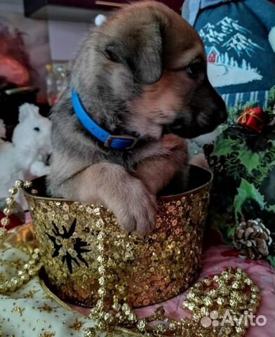 Норд и Пит ищут заботливых родителей