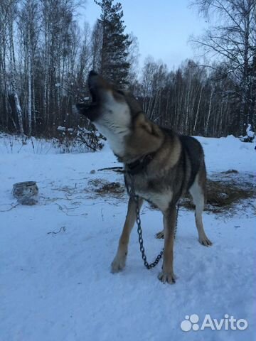 Продам Западно-Сибирскую лайку