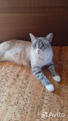 Кошка