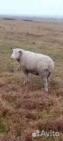 Племенной баран