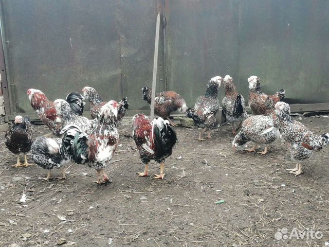 Куры Орловская ситцевая, продам семью петух три ку