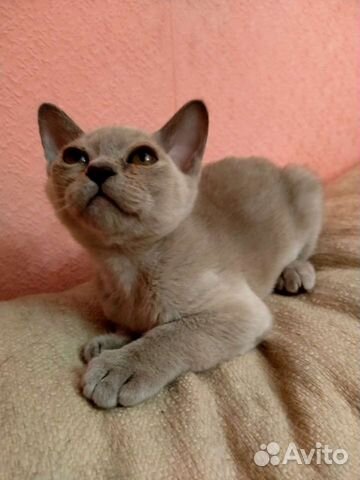 Бурманские котята