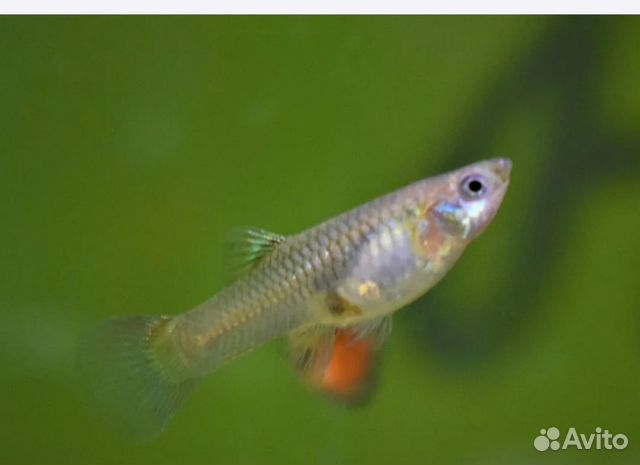 Отдам самок гуппи