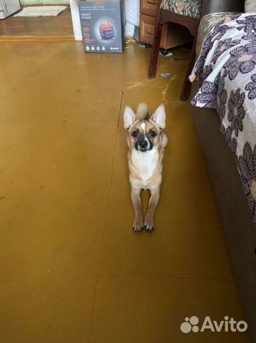 Собачка арчи бесплатно почти 2 года