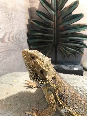 Агама бородатая (вязка)