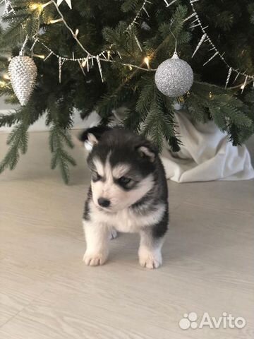 Сибирский хаски