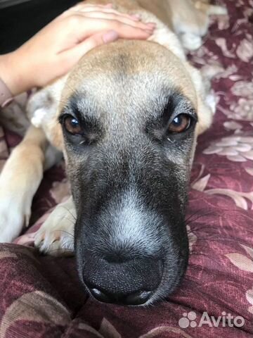 Щенок ищет дом