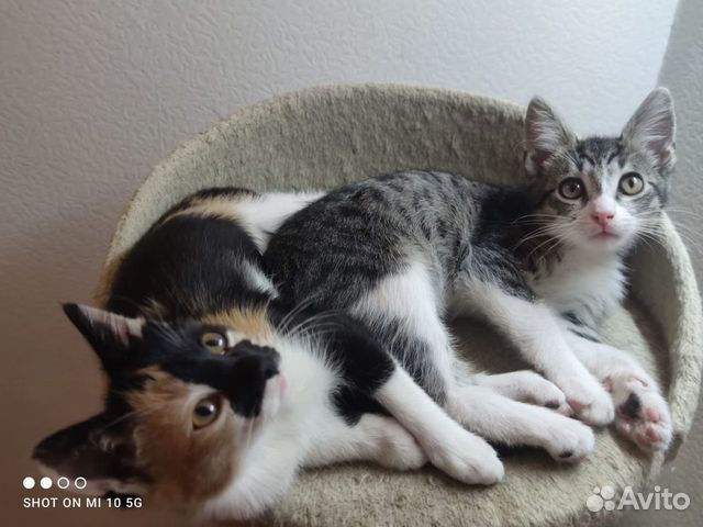 Котята в добрые руки