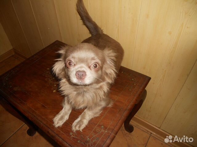 Лиловая красота