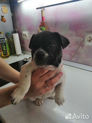 Французский бульдог щенки