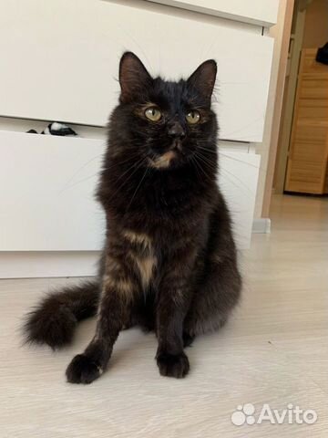 Кошечка Алиса ищет дом