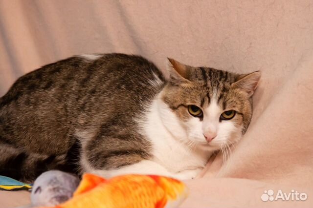 Кот Ваня, 2 года