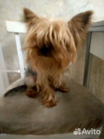 Ерширский терьер мини