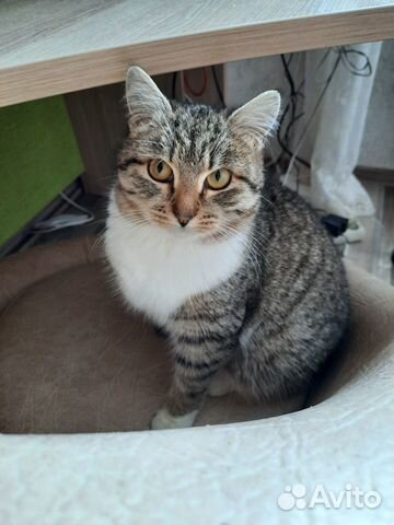 Кошечка в добрые руки