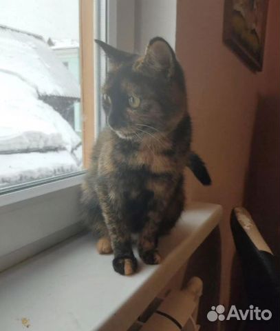 Кошка мышелов 2 года