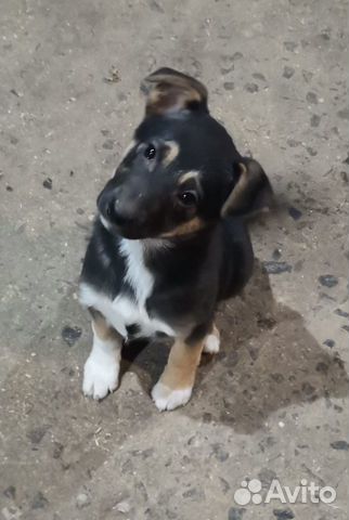 Две девочки в дар