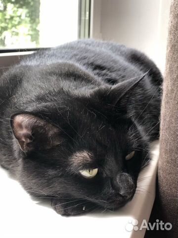 Черная кошка
