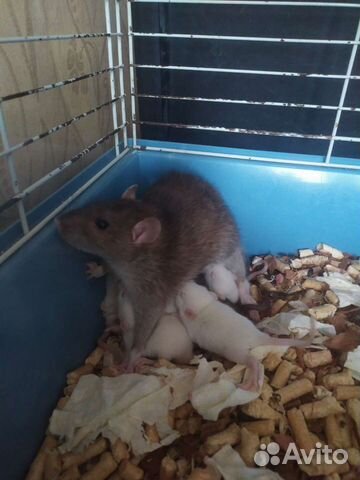 Крысята