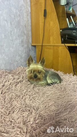 Ерширский терьер мини