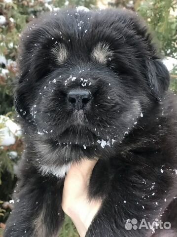 Тибетский мастиф щенки