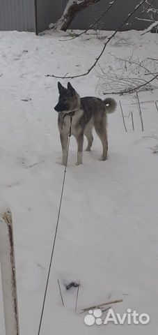 Лайка