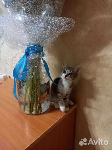 Отдам в добрые руки котёнка