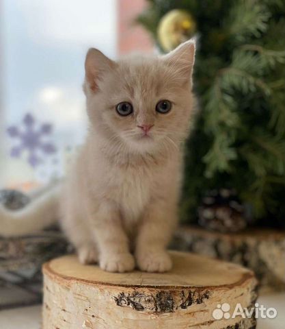 Девочка Нежность