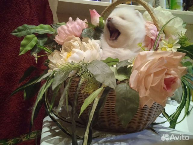 Бурундучок