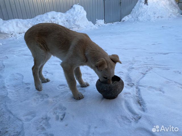 Отдам в добрые руки щенка 6 месяцев мальчик добрый