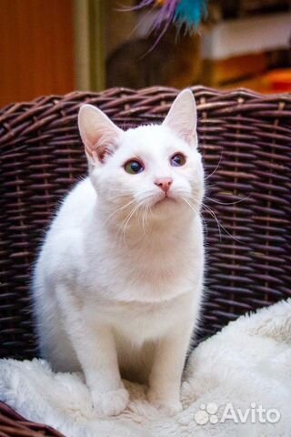 Сладкий добрейший малыш Сахарок ищет дом