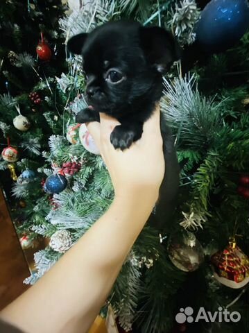 Девочка чисто черная Документы РКФ