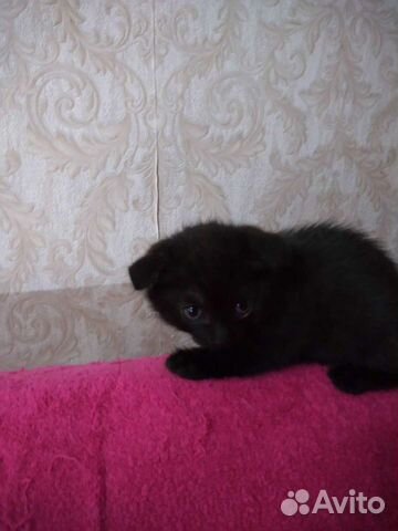Кошка в дар