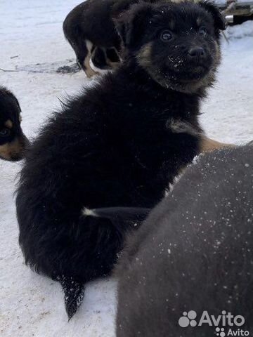 Собачки ищут семью