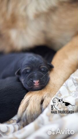 Резерв щенков немецкой овчарки