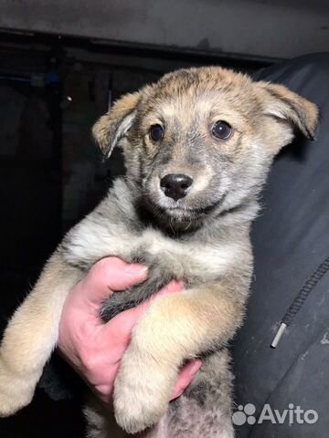 Малышка 2 мес выброшена в подвал - в добрые руки